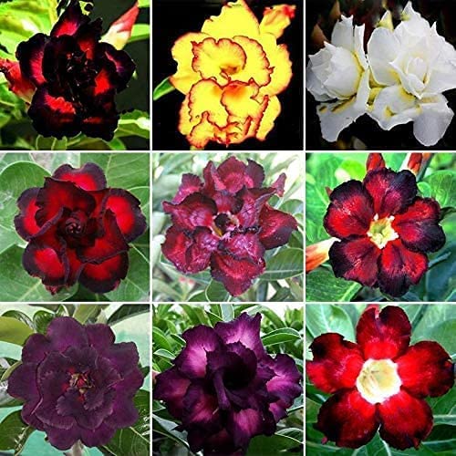 20 Rare Exotic Desert Rose (Adenium Obesum) Mixed Seeds - Grow Desert Rose Bonsai Tree