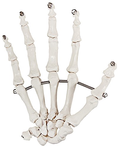 Axis Scientific Skeletal Hand | Right | Fully Articulated Flexible Hand Skeleton is Secured with Quality Wire to Demonstrate Movement | Includes Product Manual