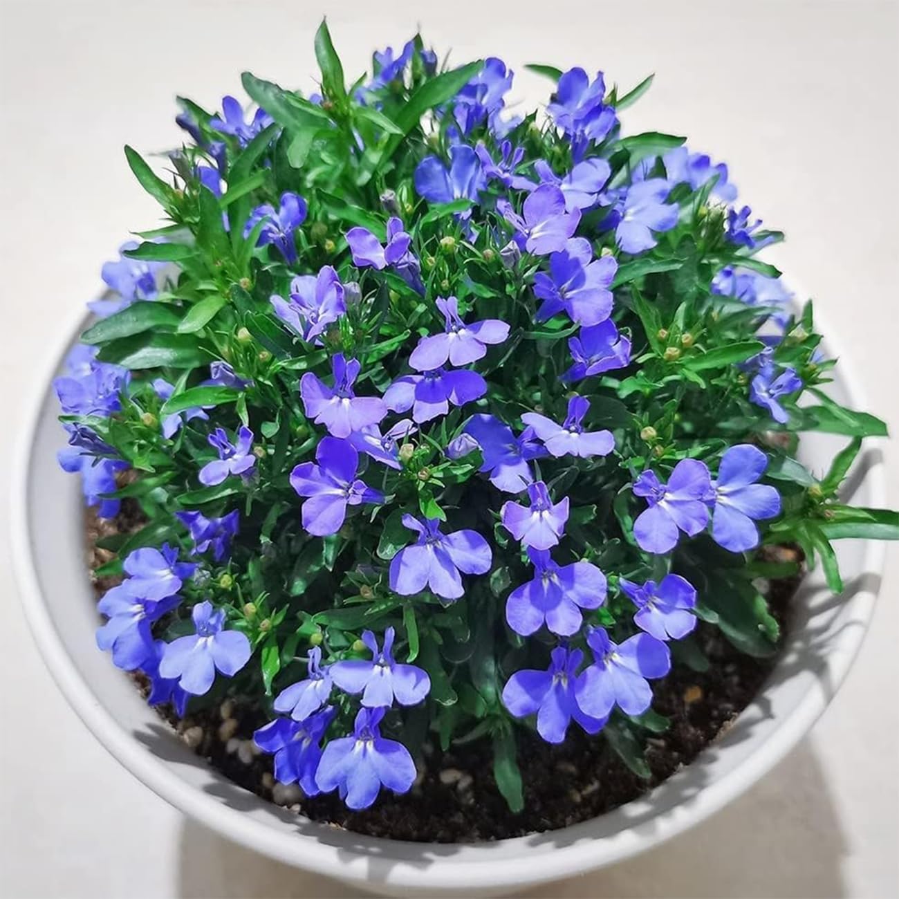 20000+ Magic Blue Creeping Thyme Seeds for Planting Ground Cover Plants Heirloom Flowers Perennial Thyme Non-GMO Thymus Serpyllum Seed