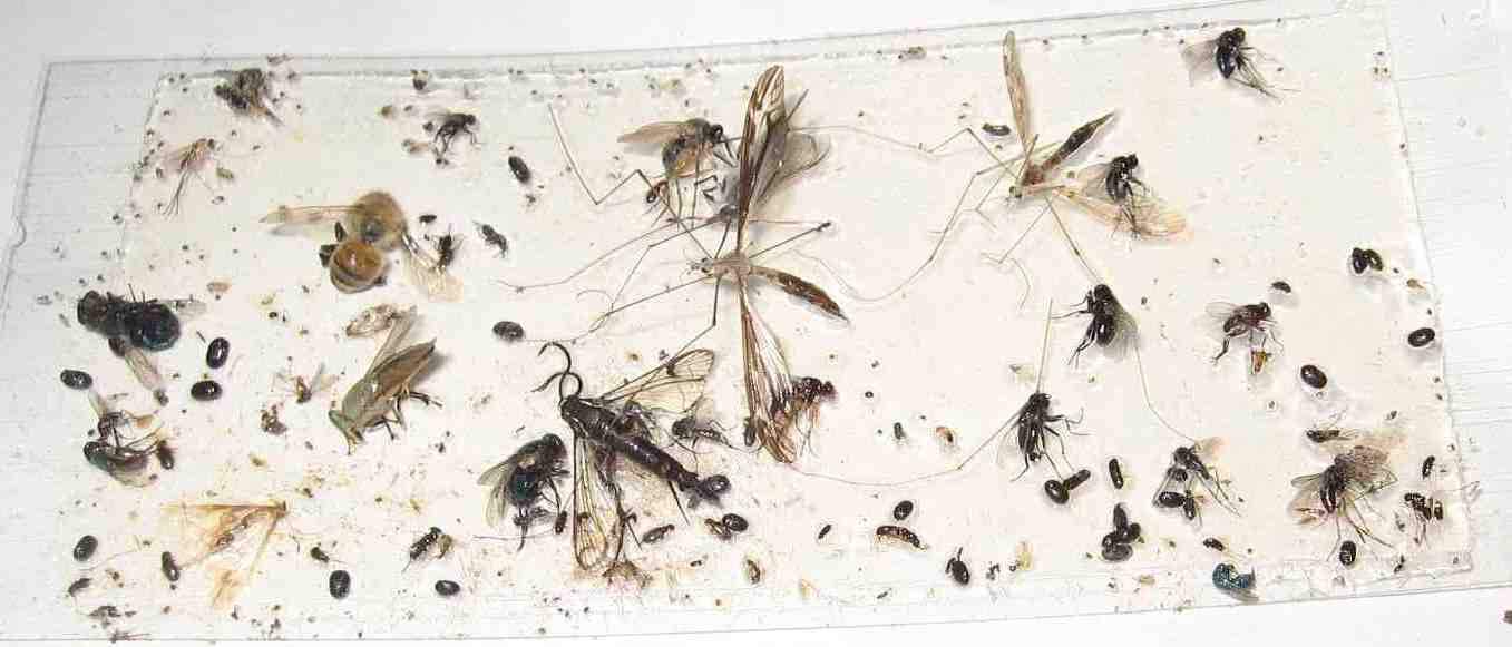 8 pk Economy All Insect Traps/Glue Boards/Window Strips. Fly, Bees, Wasps, Asian Beetles +