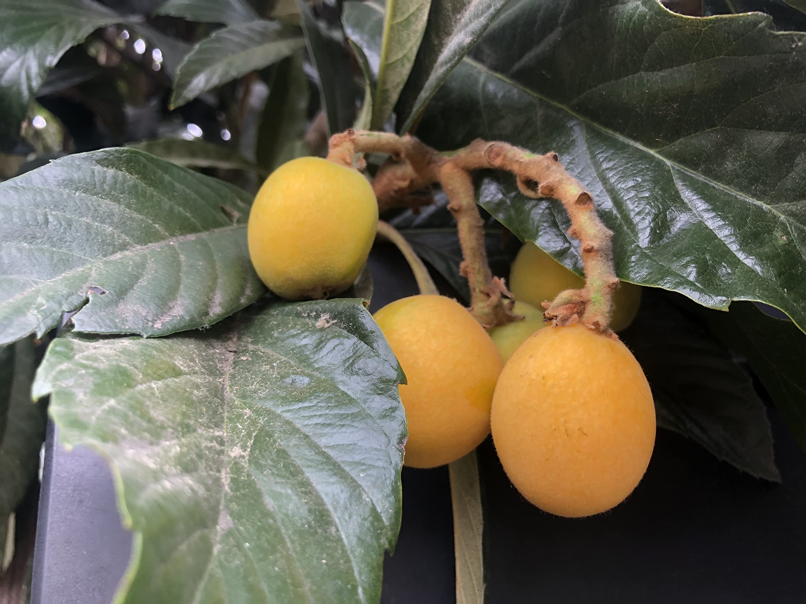 2 Packages of Loquat Fruit Eriobotrya Japonica Seeds - 5 Seeds Per Package
