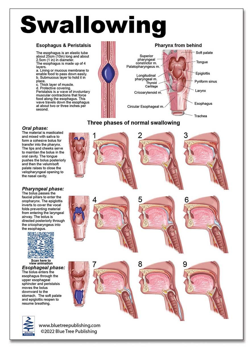 Blue Tree Publishing Swallowing anatomy education With QR Codes to see active animation (A4 laminated chart)