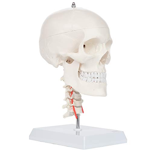 Axis Scientific 3-Part Human Skull Model with Flexible Neck | Life Size Plastic Skull on a Flexible Cervical Spine Molded from a Real Human Skull