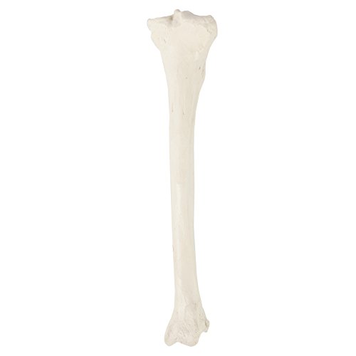 Axis Scientific Tibia Bone Model | Left | Cast from a Real Human Fibula Bone l Lower Leg Bone Model Has Realistic Texture and Important Bony Landmarks
