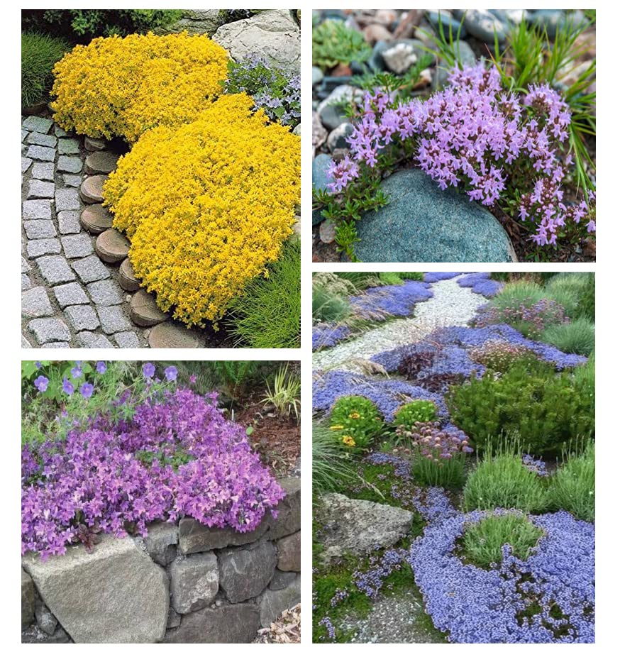 3000+ Mix Creeping Thyme Seeds Ground Cover for Planting , Heirloom Thymus Serpyllum , Ground Cover Plants Easy to Plant and Grow, Non-GMO Yellow, Pink, Blue