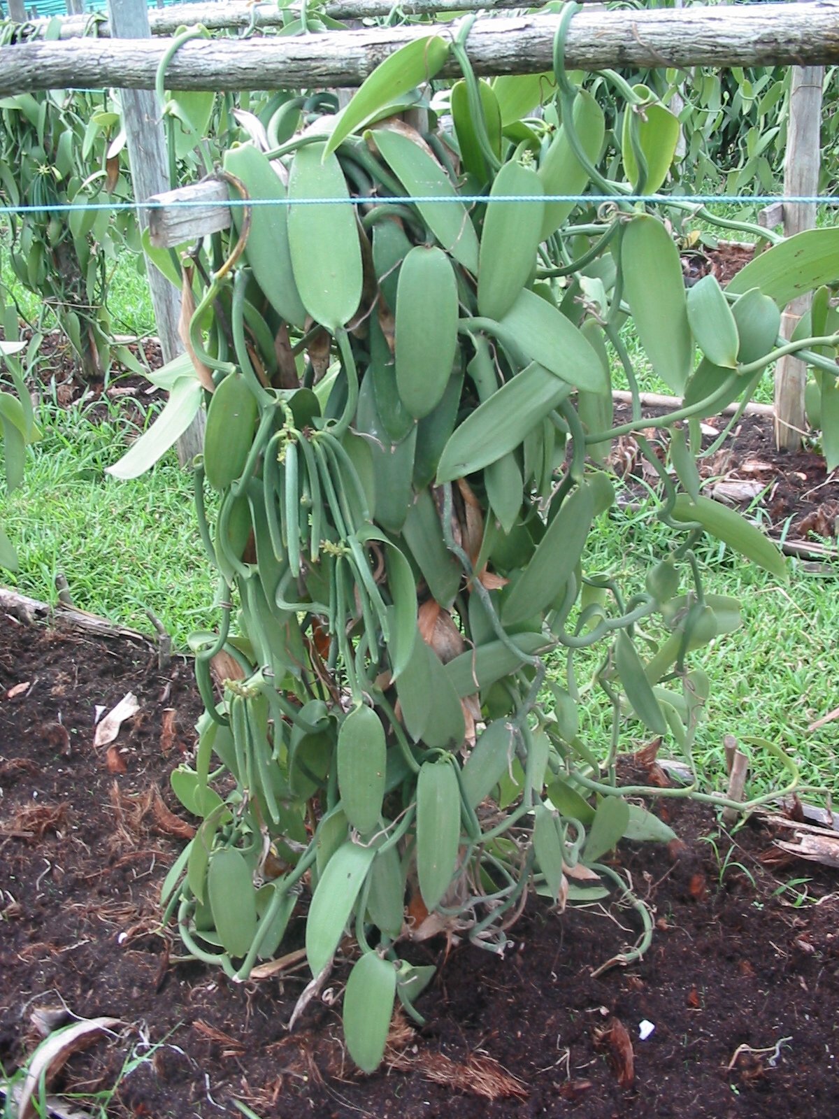 25 Tahitian Extract Grade B Vanilla Beans 4~6" by Vanilla Products USA