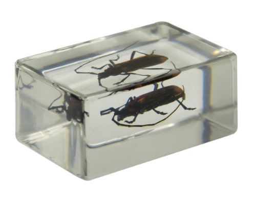 Celestron 44407 3D Bug Specimen Kit #1 (Black, Brown, Yellow)