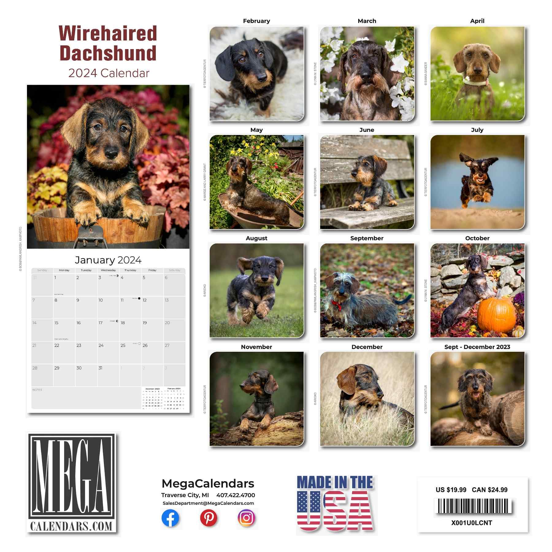 2023 2024 Wirehaired Dachshund Calendar - Dog Breed Monthly Wall Calendar - 12 x 24 Open - Thick No-Bleed Paper - Giftable - Academic Teacher's Planner Calendar Organizing & Planning - Made in USA