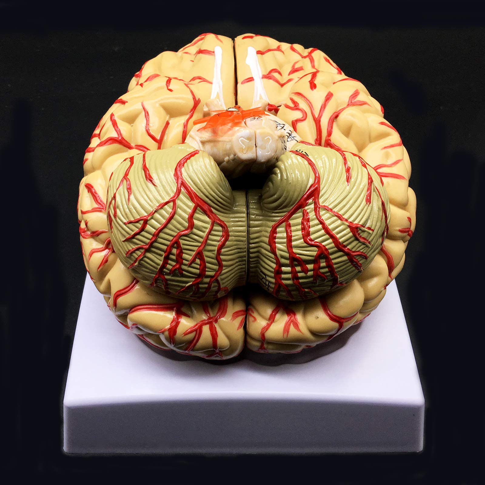 Human Brain Model, Anatomically Accurate Brain Model 8-Part Human Brain Anatomy for Science Classroom Study Display Teaching Medical Model
