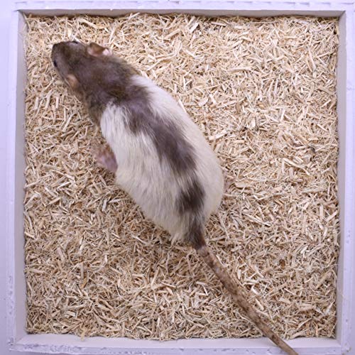 MiceDirect Frozen Rat Combo Pack–1 Rat Large & 1 Rat Jumbo Food for Corn Snakes, Ball Pythons