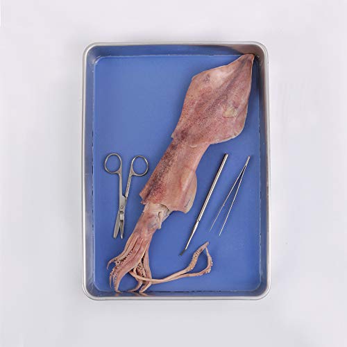 Carolina's Perfect Solution Squid, 12"+, Double Injection, 1 Per Bag