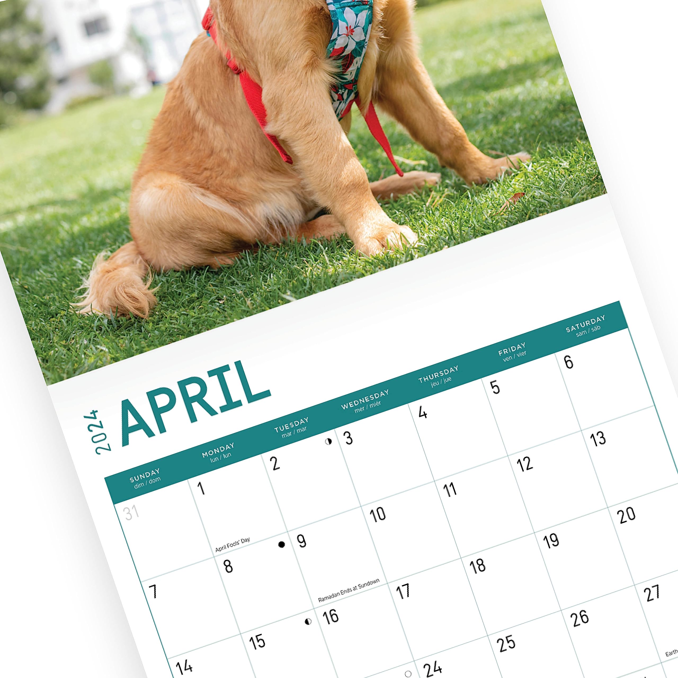 2024 Golden Retrievers Monthly Wall Calendar by Bright Day, 12 x 12 Inch Cute Dog Breed Gift