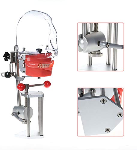 Teaching Head Model Plastic Educational Teeth Model Manikin Phantom Head Models Fix on Table