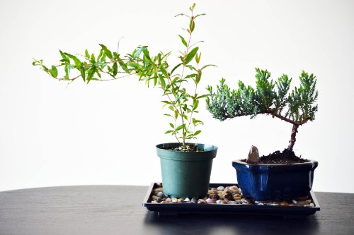 9GreenBox Bonsai Humidity Drip Tray - Decorative Catcher Plate for Drainage and Moisture - Black Polished Plastic Container with Natural Pebbles - Large Space Good for 2 Potted Miniature Trees - 7"x9"