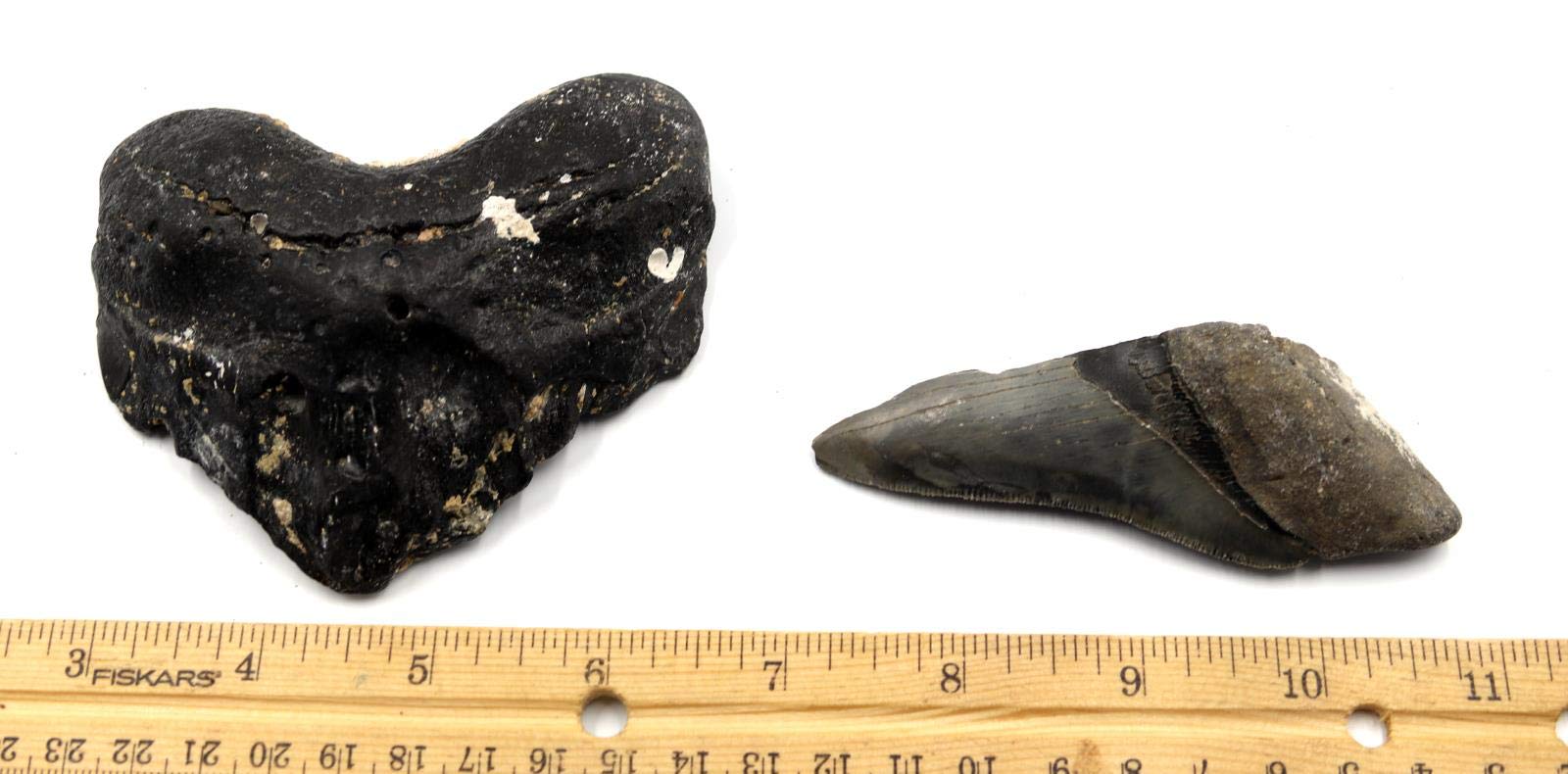Megalodon Teeth Lot of 6 Fossils w/6 info Cards Shark #15670 34o
