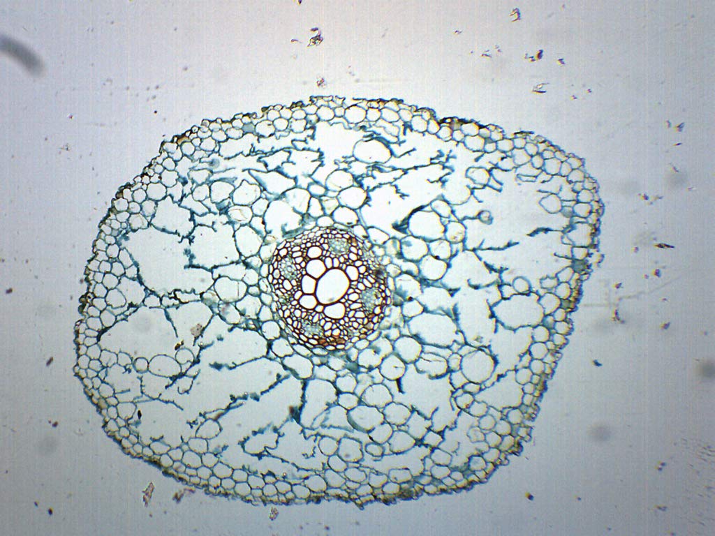 EISCO - Ranunculus Root - Cross Section - Prepared Microscope Slide - 75 x 25mm - Biology & Microscopy