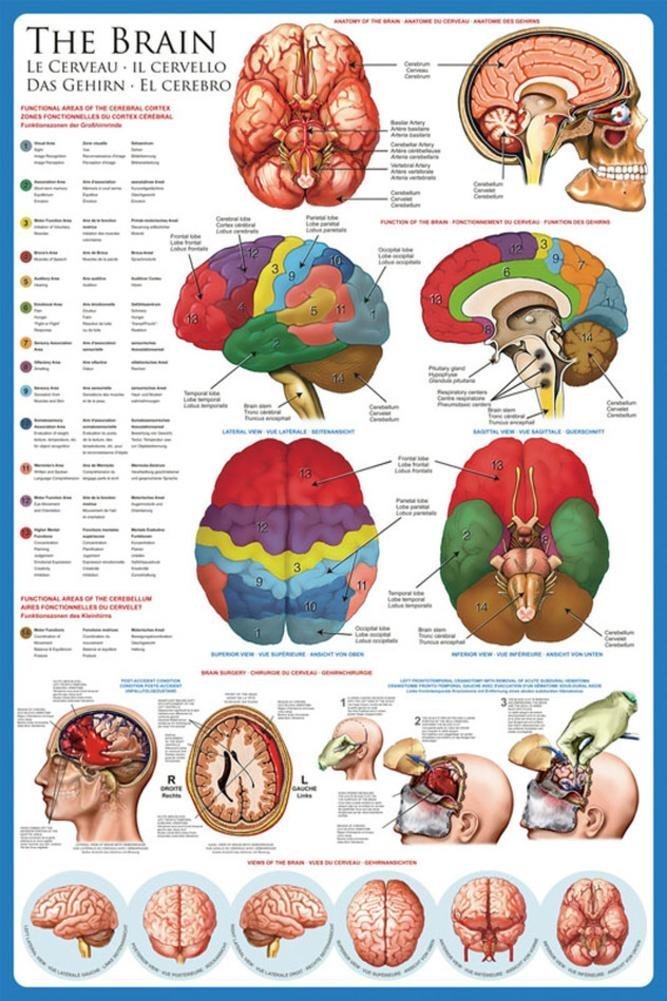 EuroGraphics Laminated The Brain Anatomy Science Chart Print Poster 24X36, Study Room