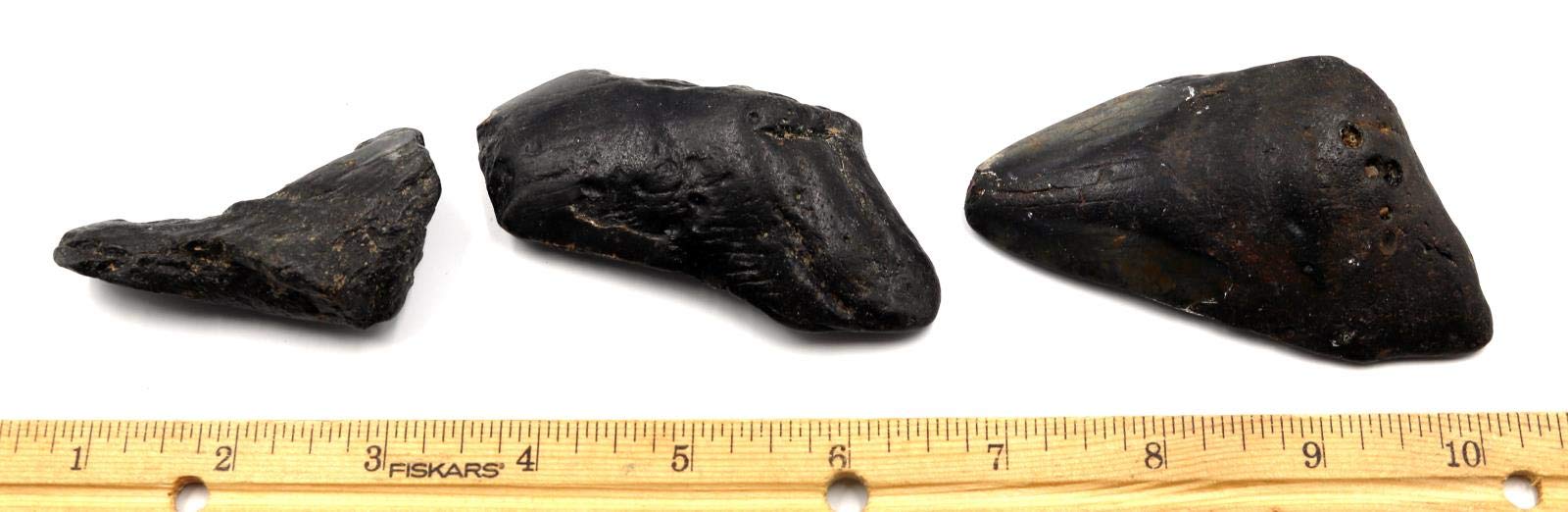 Megalodon Teeth Lot of 10 Shards Fossils w/10 info Cards Shark #15665 32o