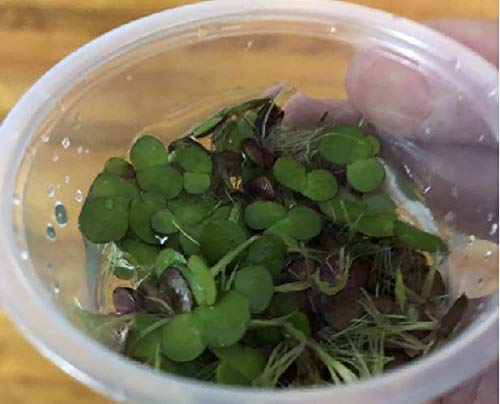 40+ Giant Duckweed (Spirodela polyrhiza) Live Floating Plants for Aquarium or Pond by TMDFishKeeping