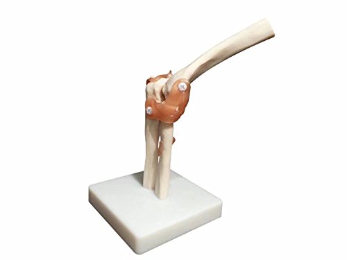 BoNew Life Size Elbow Joint Anatomical Model Skeleton - Human Medical Anatomy