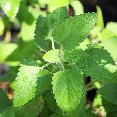 Bonnie Plants Catnip Live Herb Plants - 4 Pack, Pet Friendly, Grows Great In Containers, Fresh For Cats & Dries For Cat Sachets