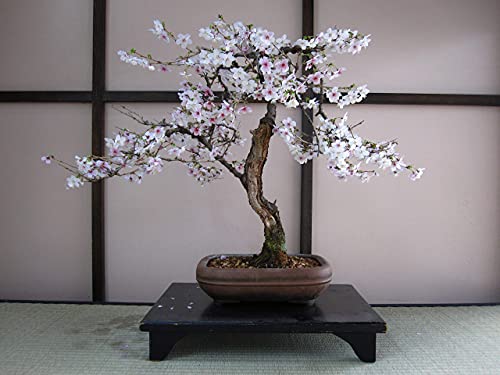 Bonsai Tree | Japanese Flowering Cherry | Seed Grow Kit | The Jonsteen Company