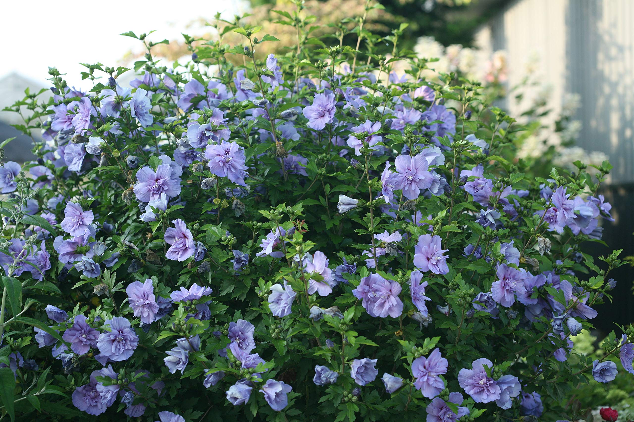 2 Gallon Proven Winners Blue Chiffon Hibiscus