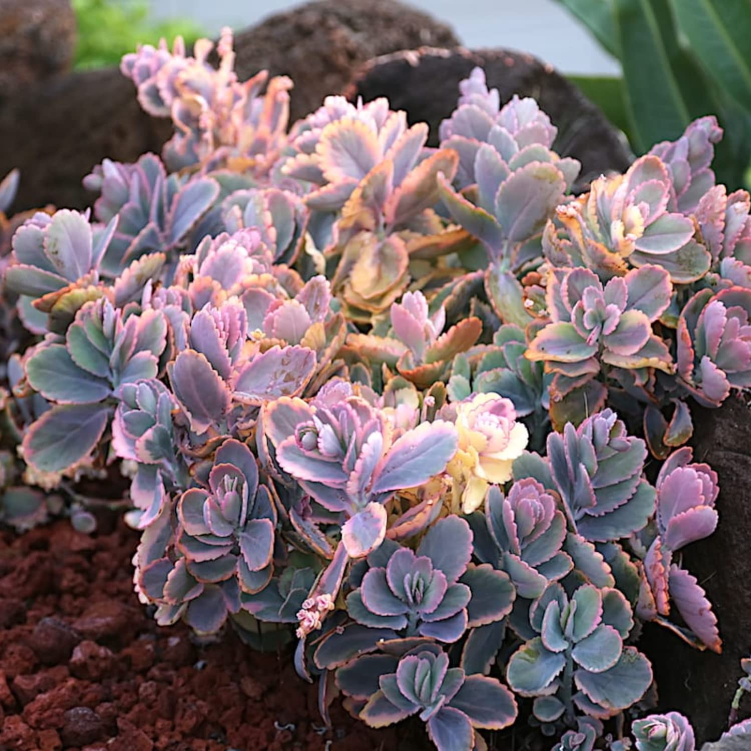 2 Hardy Lavender Kalanchoe Plants Live Succulent Plants Butterfly Bareroots to Grow Indoor 2 Inc