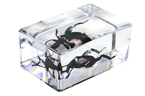 Celestron – Real 3D Bugs in Clear Resin – 4pc Set Includes Wasp, Ant, Chafer, and Beetle Specimens – Perfect for Science Eduction and Classroom – Use with Digital and Stereo Microscopes
