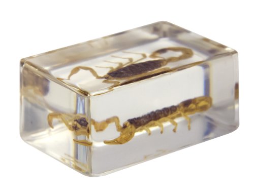 Celestron 44407 3D Bug Specimen Kit #1 (Black, Brown, Yellow)