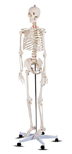 HAPPYGRILL 5.9FT Human Anatomical Anatomy Skeleton Life Size Full Body Skeleton with Rolling Stand for Teaching