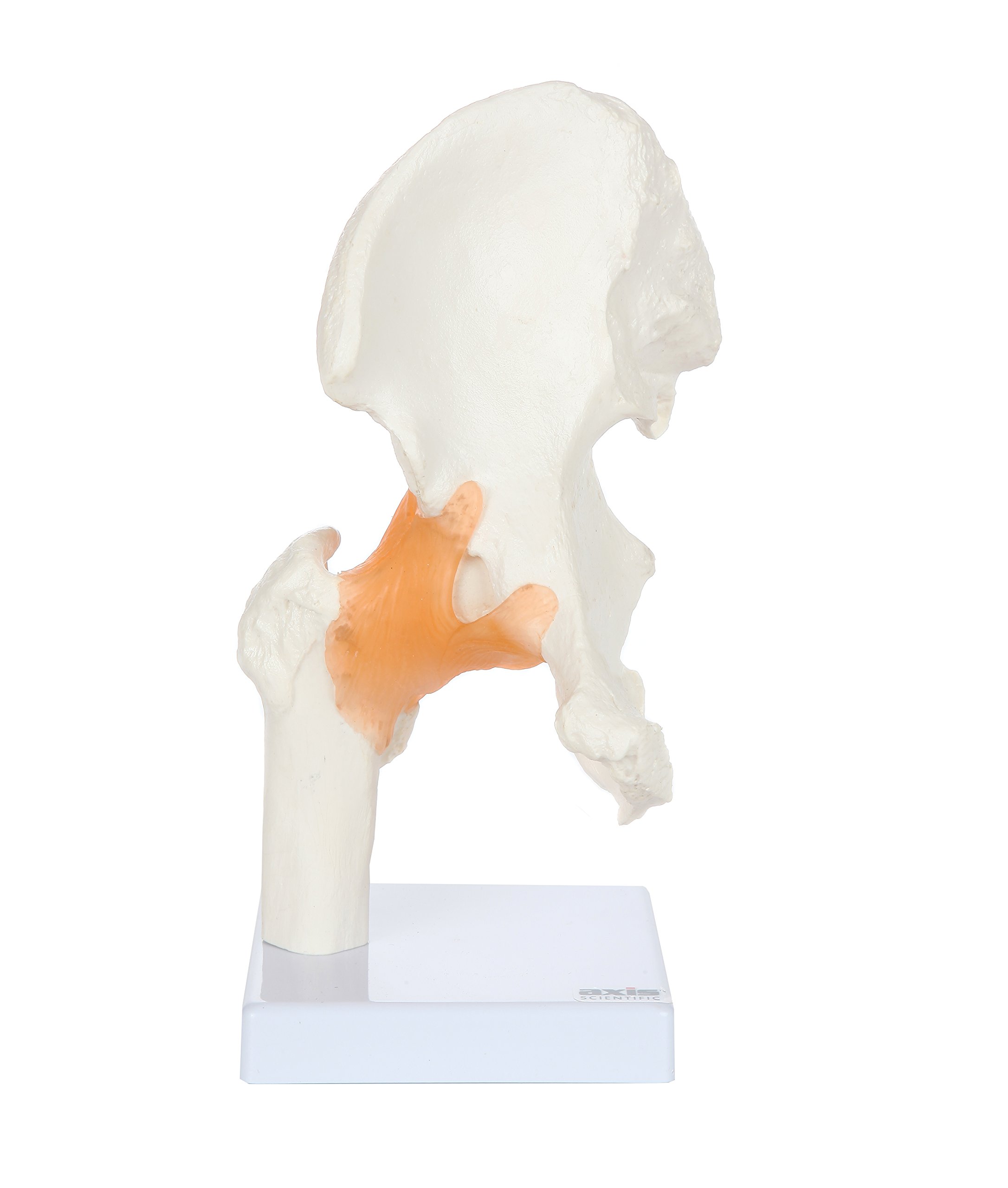 Axis Scientific Life Size Human Hip Bone Anatomy Model β Premium Hip Joint Anatomy Model for Medical Students with Flexible Ligaments and Bony Landmarks β Includes Base, Includes Product Manual