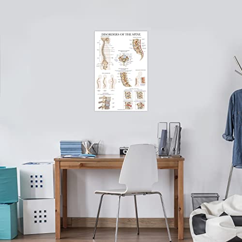 Palace Learning 2 Pack: Anatomy of the Spine + Disorders of the Spine Poster Set - Set of 2 Anatomical Charts - Laminated - 18" x 24"