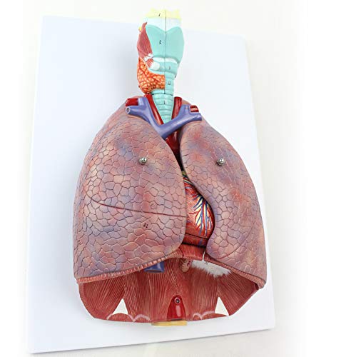 BONEW Human Medical Chest/Throat Anatomy Larynx Heart and Lung Anatomical Model with 51 Parts Indication Signs