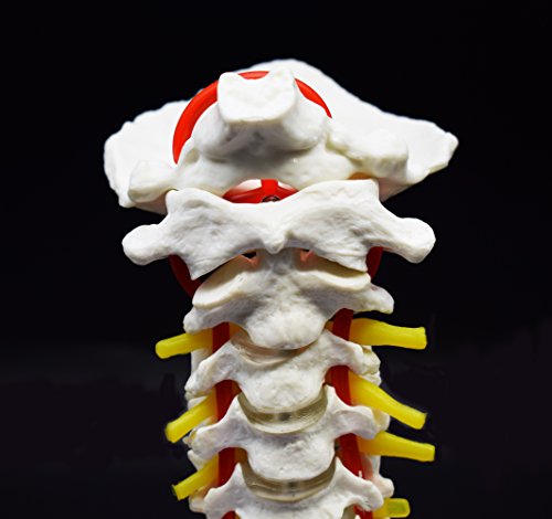 Cervical Vertebra Arteria Spine Spinal Nerves Anatomical Model Anatomy for Science Classroom Study Display Teaching Medical Model