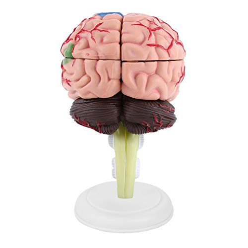 Disassembled Human Brain Model Structural Anatomy Medical Teaching Learning Tool