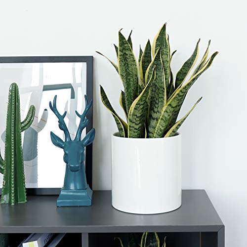 8 Inch Glazed Ceramic Indoor Planter Pot - Modern Large Cylinder Container with Watering Drainage Rubber Plug - Fits Succulents, Flowers or Bonsai