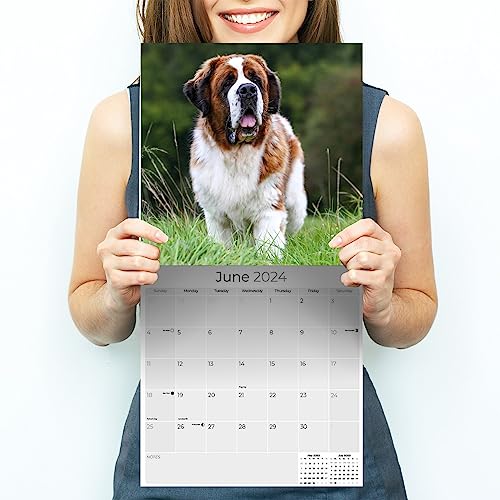 2023 2024 St Bernard Calendar - Saint Bernard Dog Breed Monthly Wall Calendar - 12 x 24 Open - Thick No-Bleed Paper - Giftable - Academic Teacher's Planner Calendar Organizing & Planning - Made in USA