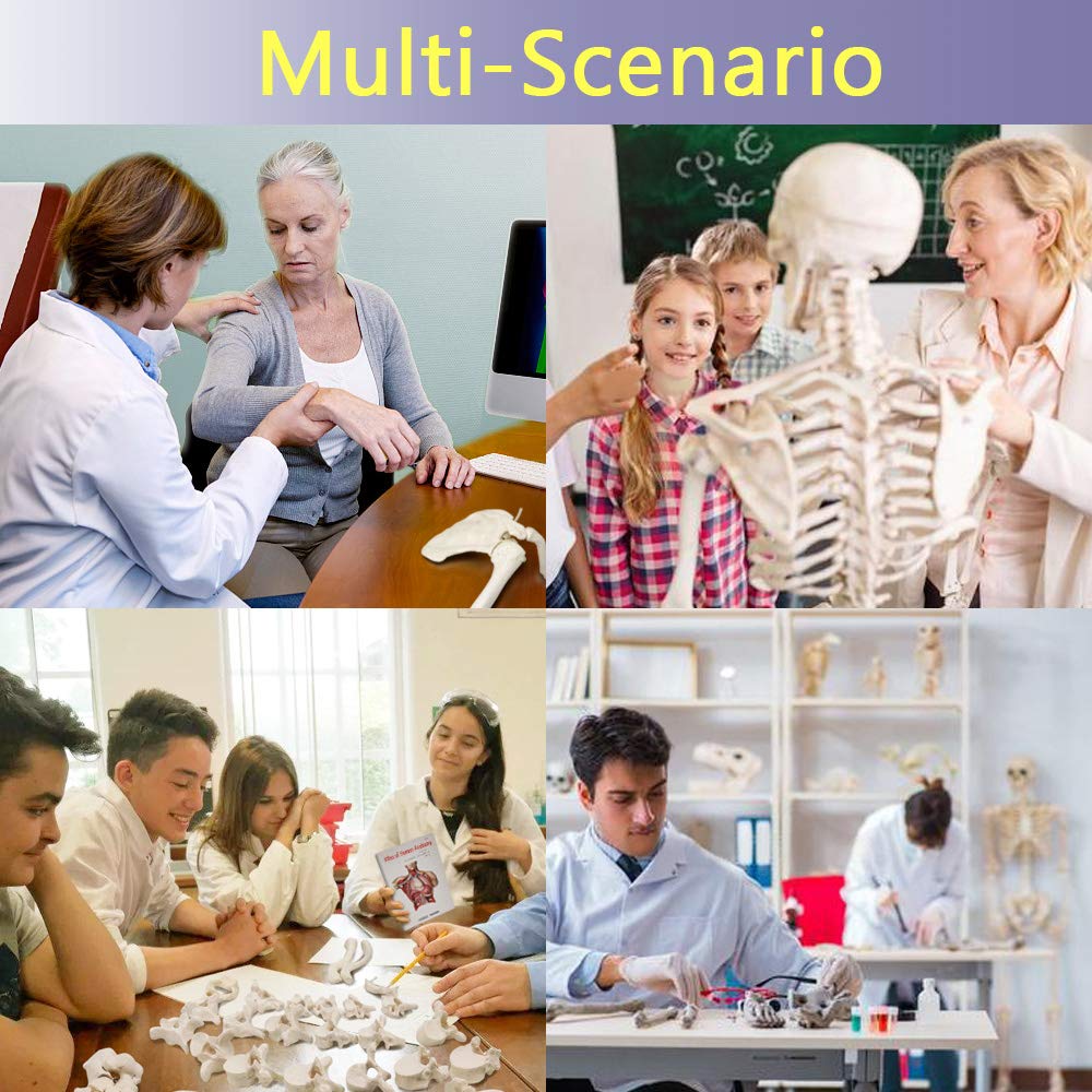 Evotech Disarticulated Human Skeleton Model For Anatomy 67 inch High, Full Size Skeleton Models with Skull, Spine, Bones, Articulated Hand & Foot, for Anatomy Medical Learning