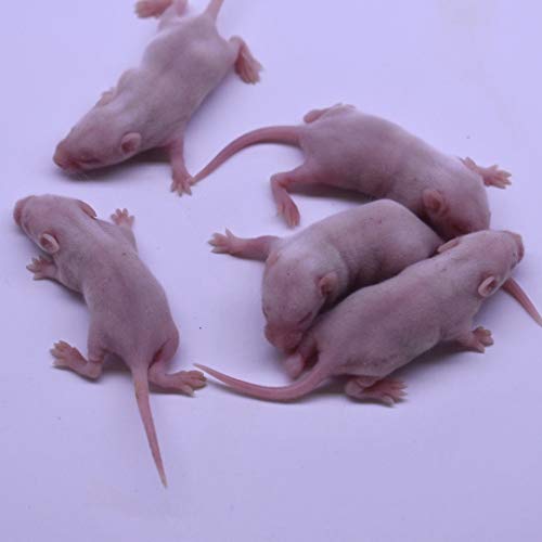 MiceDirect Frozen Small Fuzzie Feeder Mice Food for Juvenile Hognose, Corn & Milk Snakes (20 Count)
