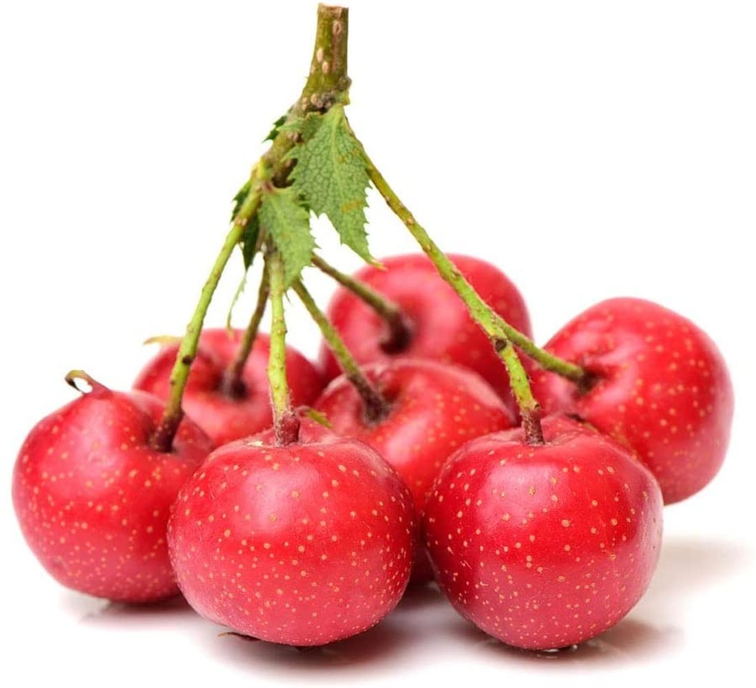 20pcs Biancospino Semi Perenne Giardino Sano Semi di Colore Rosso Facile Da Germinare Hanno UNA Forte Capacità di Adattamento