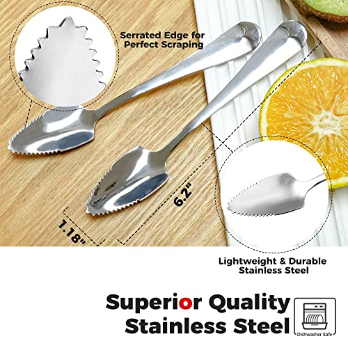 Better Houseware Grapefruit Spoons ,Set of 2 Grapefruit Spoons serrated stainless steel ,grapefruit spoon Baby fruit spoon scraper, Spoons with Serrated Edges for Orange & Kiwi, Ginger Peeler