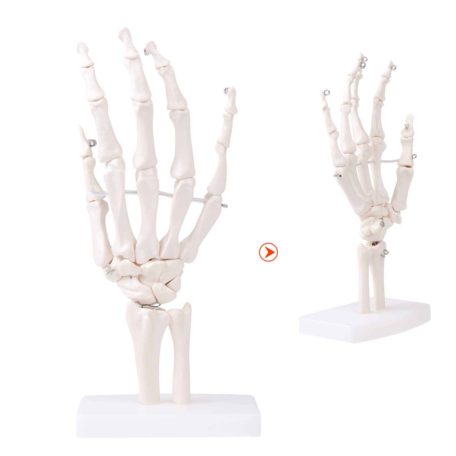 Hand Joint Anatomical Model Skeleton Model Human Medical Anatomy Life Size Educational Hand Bone Mold Anatomical Hand