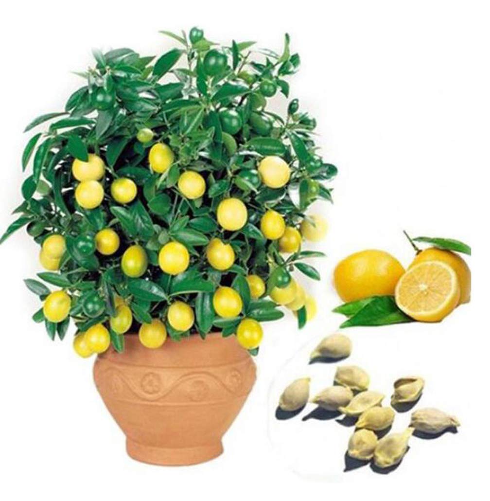 20pcs/Bag Lemon Tree Seeds Plants Fruit Seeds High Survival Rate Fruit Tree Seeds Plant for Home Garden Backyard