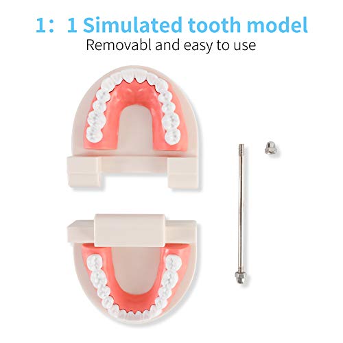Dental Adult Standard Teeth Model, Typodont Demonstration Denture Model|Mouth Teeth Model Dental Supplies for Kids, Dentist Students, Patient, Teaching, Studying, Displaying, Educating