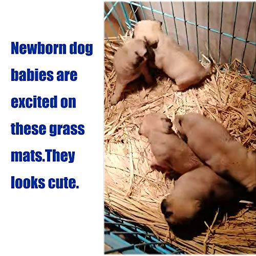 Grass Mat Woven Bed Mat for Small Animal 5 Grass Mats Bunny Bedding Nest Chew Toy Bed Play Toy for Guinea Pig Parrot Rabbit Bunny Hamster Rat