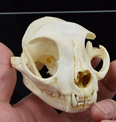 Hot Raccoon Skull Taxidermy Supplies Art Bone Vet Medicine 1:1 Lucky Cat