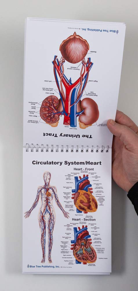 Female Anatomy (Flip Chart)