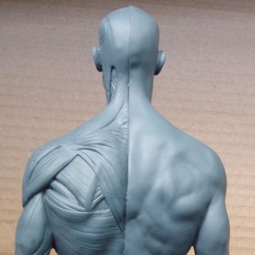 Doc.Royal 30cm Height Human Anatomical Anatomy Skull Head Body Model Muscle Bone