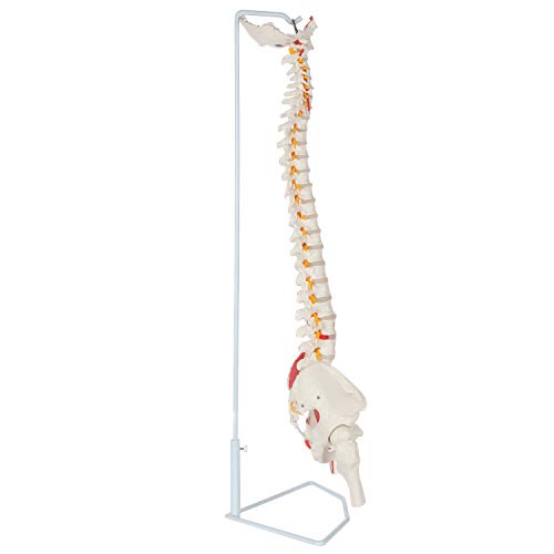 Axis Scientific Painted Flexible Spine Model, 36" Life Size Spinal Cord Anatomy Model Demonstrates Muscle Origins,Insertion Points,Vertebrae, Nerves, Arteries, Lumbar Column, Includes Stand